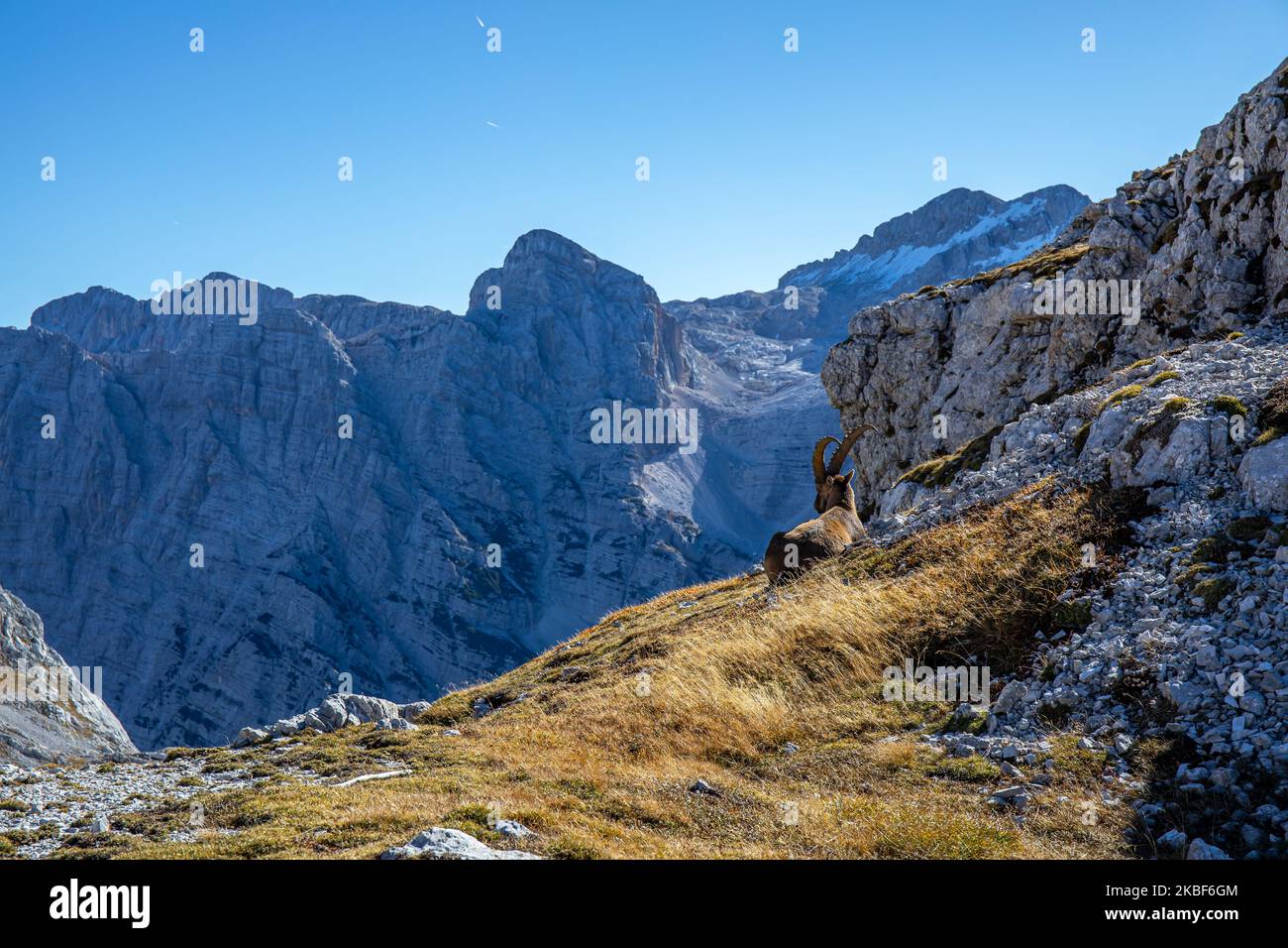 Alpine ibex picture taken in Julian alps, Slovenia Stock Photo - Alamy