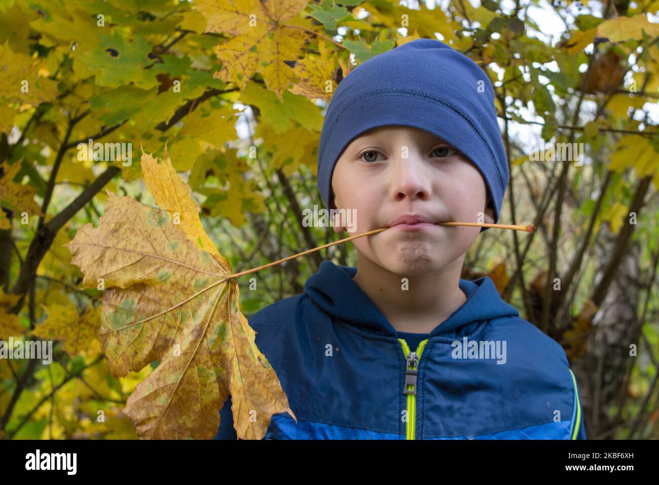 boy holds teeth of maple leaves yellow Stock Photo - Alamy