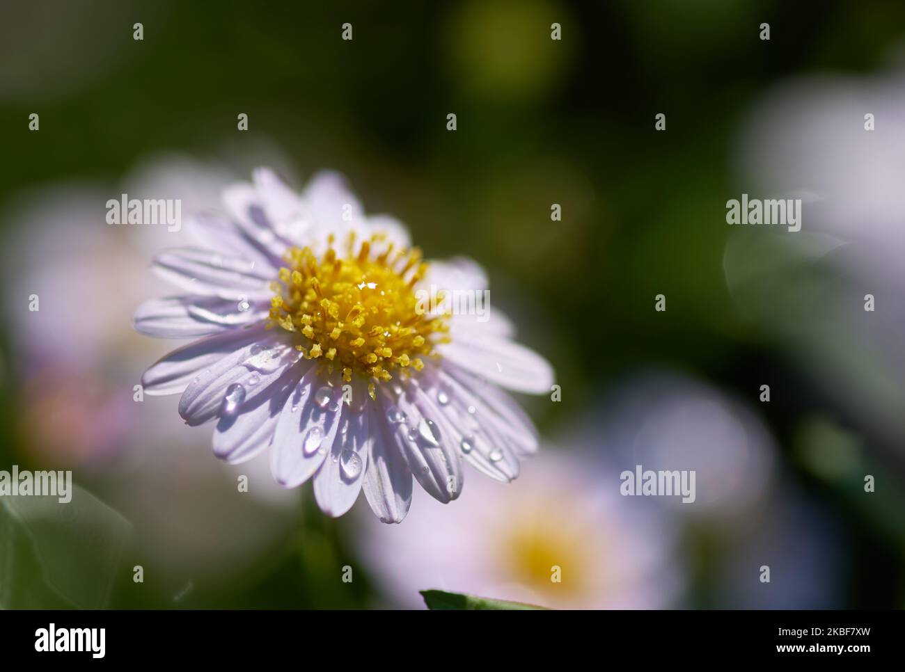 Rainy day flower hi-res stock photography and images - Alamy