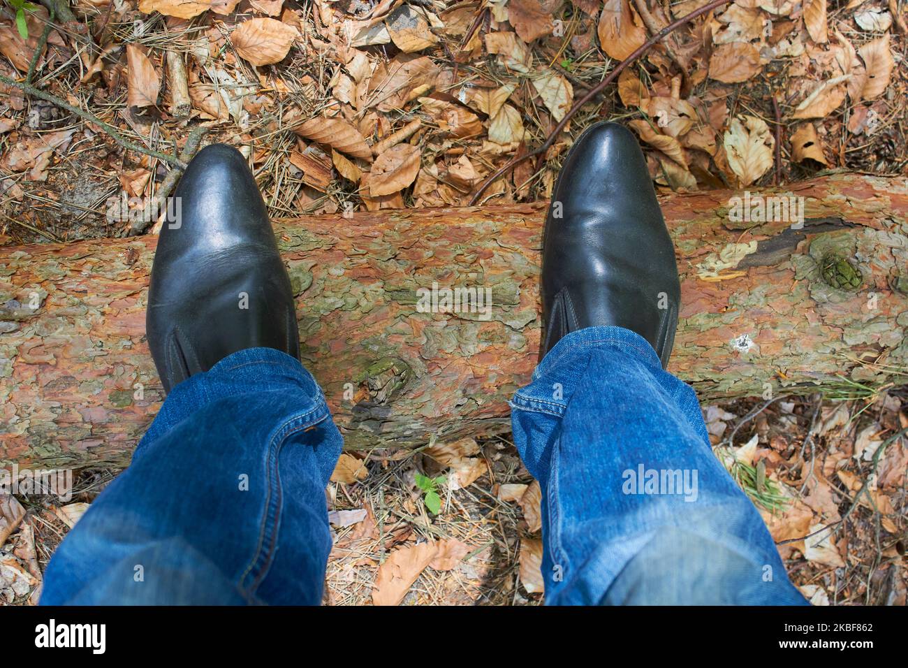 The State Forestry Inspectorate stands on a freshly felled tree Stock ...