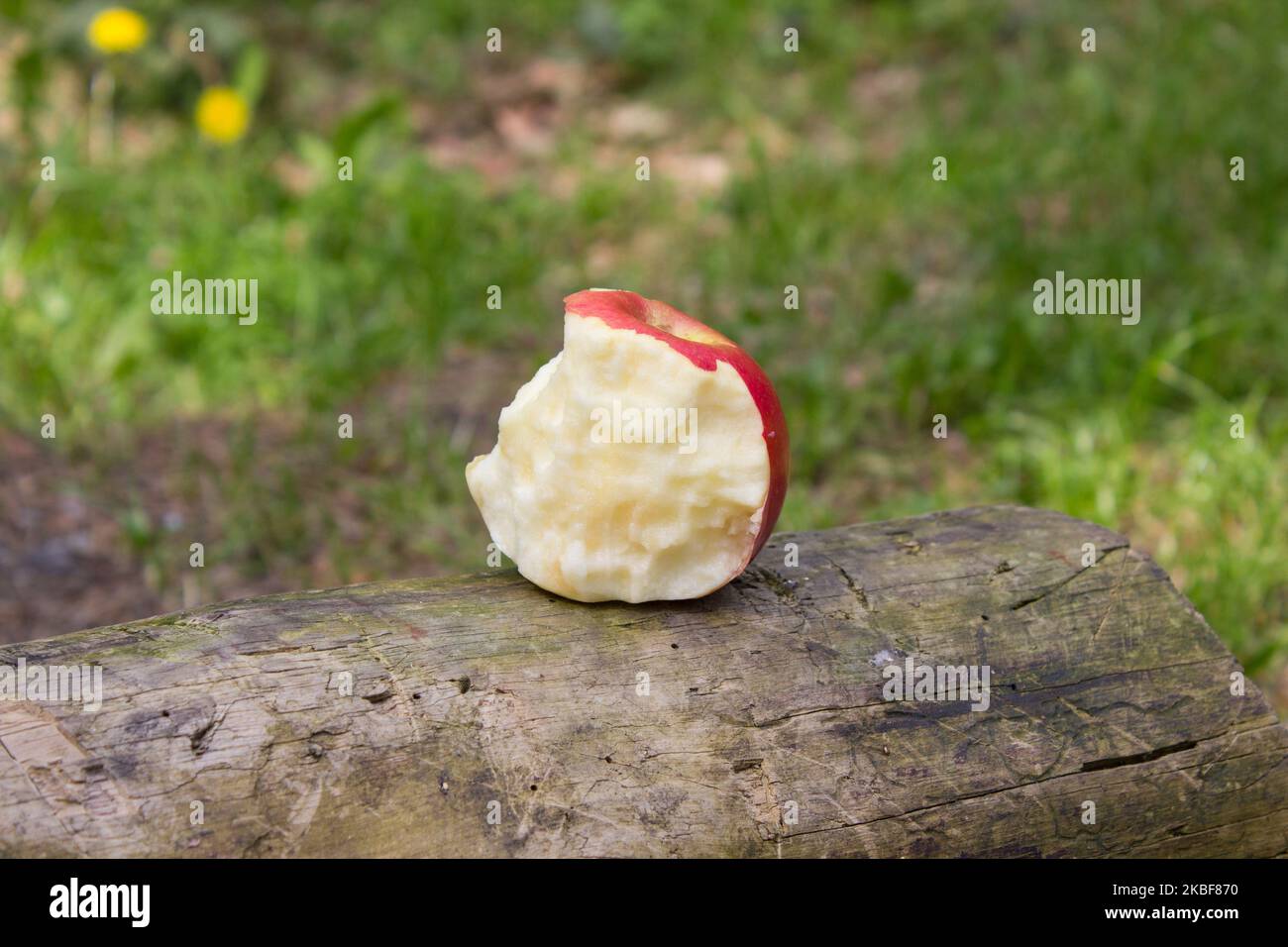 Red bitten apple in the forest on a tree stump Stock Photo - Alamy