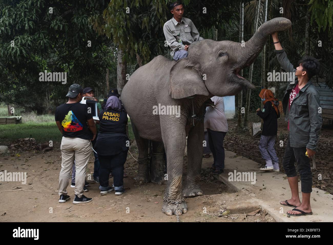 Veterinary from the provincial Riau Natural Resources Conservation ...