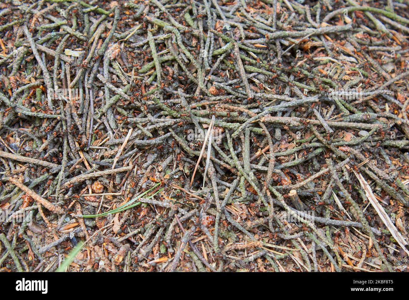ants build an anthill in a pine forest from pine branches Stock Photo ...