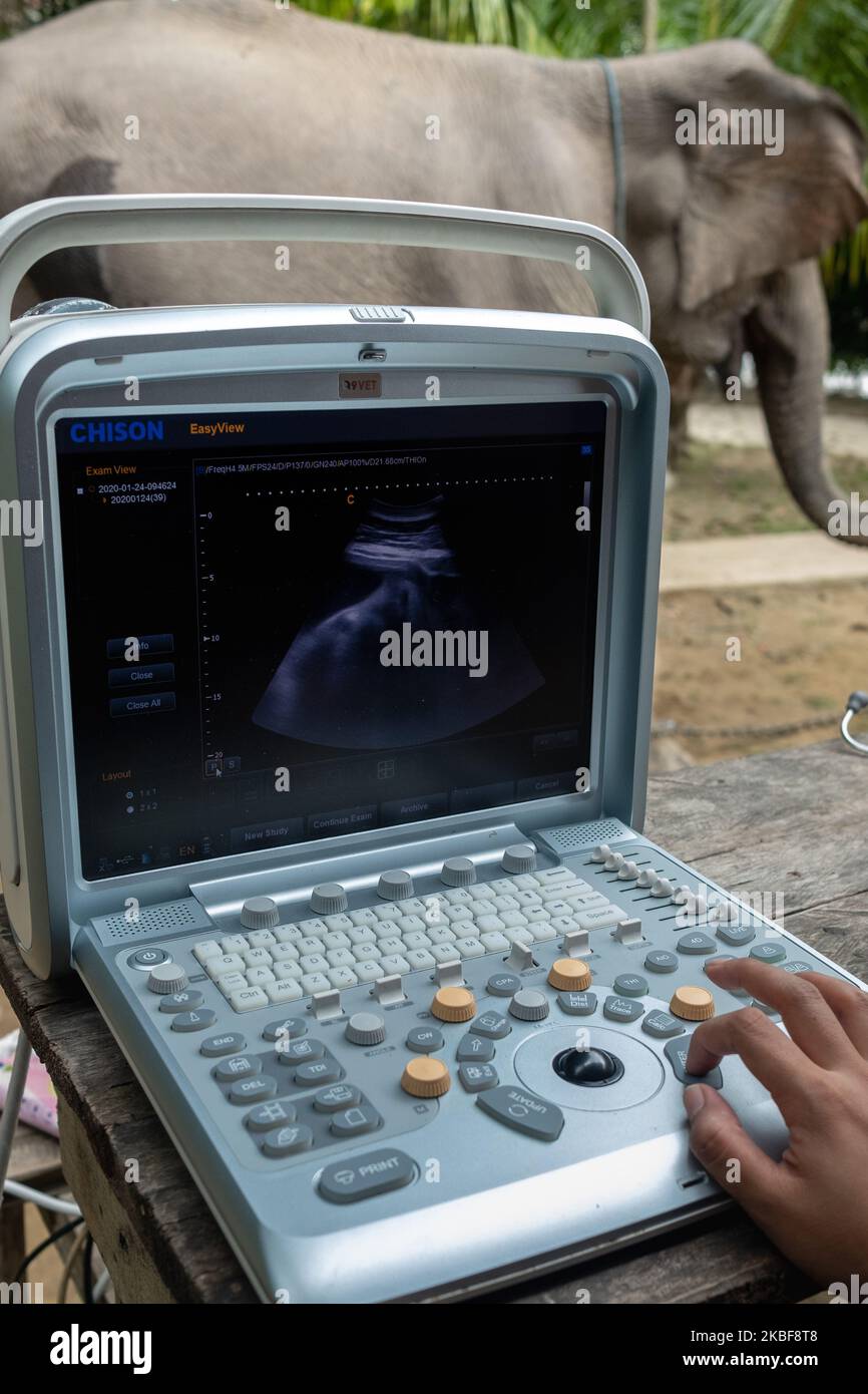 Veterinary from the provincial Riau Natural Resources Conservation ...