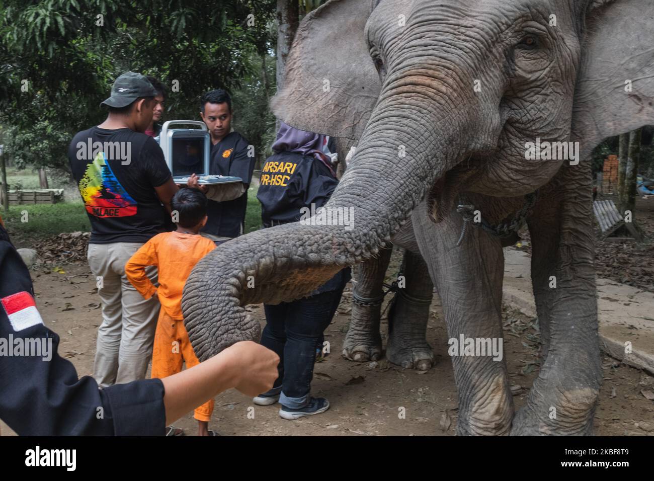 Veterinary from the provincial Riau Natural Resources Conservation ...