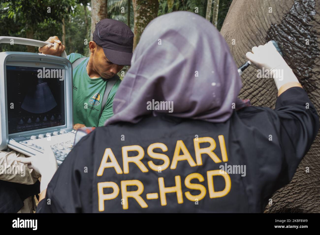 Animal fetus photos hi-res stock photography and images - Alamy