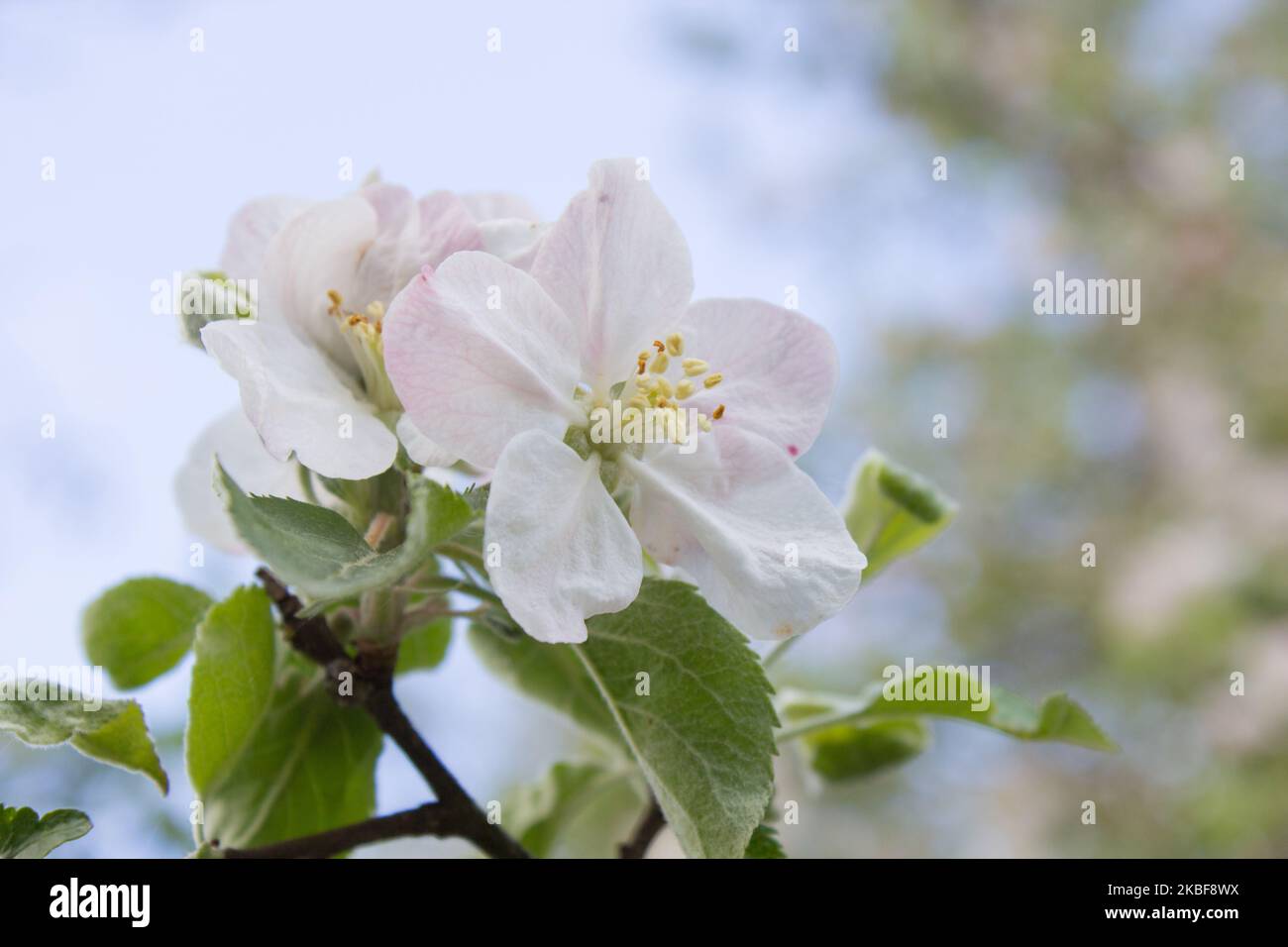 apple tree in bloom in the spring is very beautiful Stock Photo - Alamy