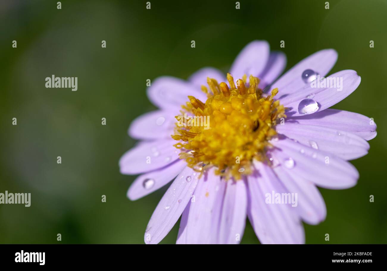Close-up the daisy flower with water drops on its Stock Photo - Alamy