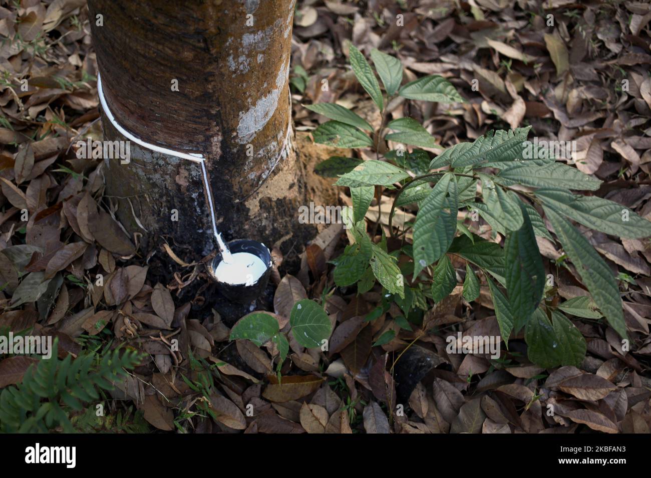 Latex drops from a tree into a bucket at a rubber plantation at ...