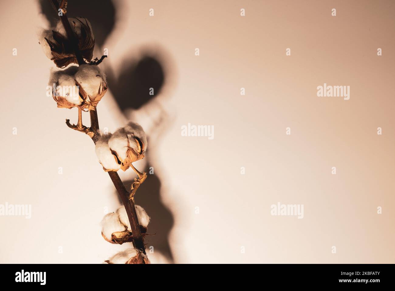 A branch with dry cotton buds on an isolated background in the dark ...