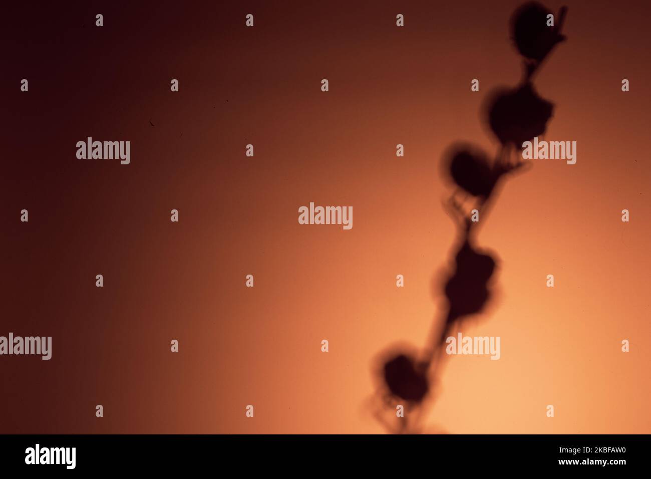 Shadow of a branch with dry cotton buds on an isolated background in ...
