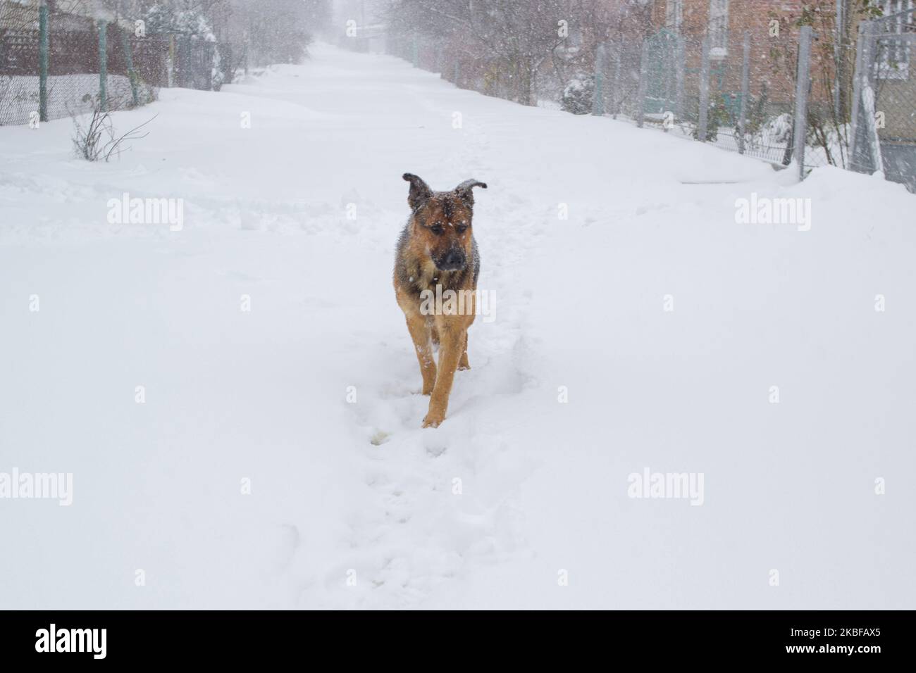 Street german shepherd hi-res stock photography and images - Alamy