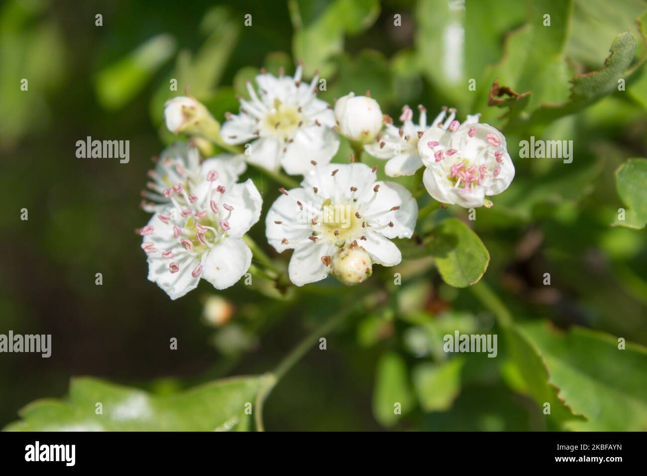 Flowers of a common hawthorn or single-seeded hawthorn bush (Crataegus ...