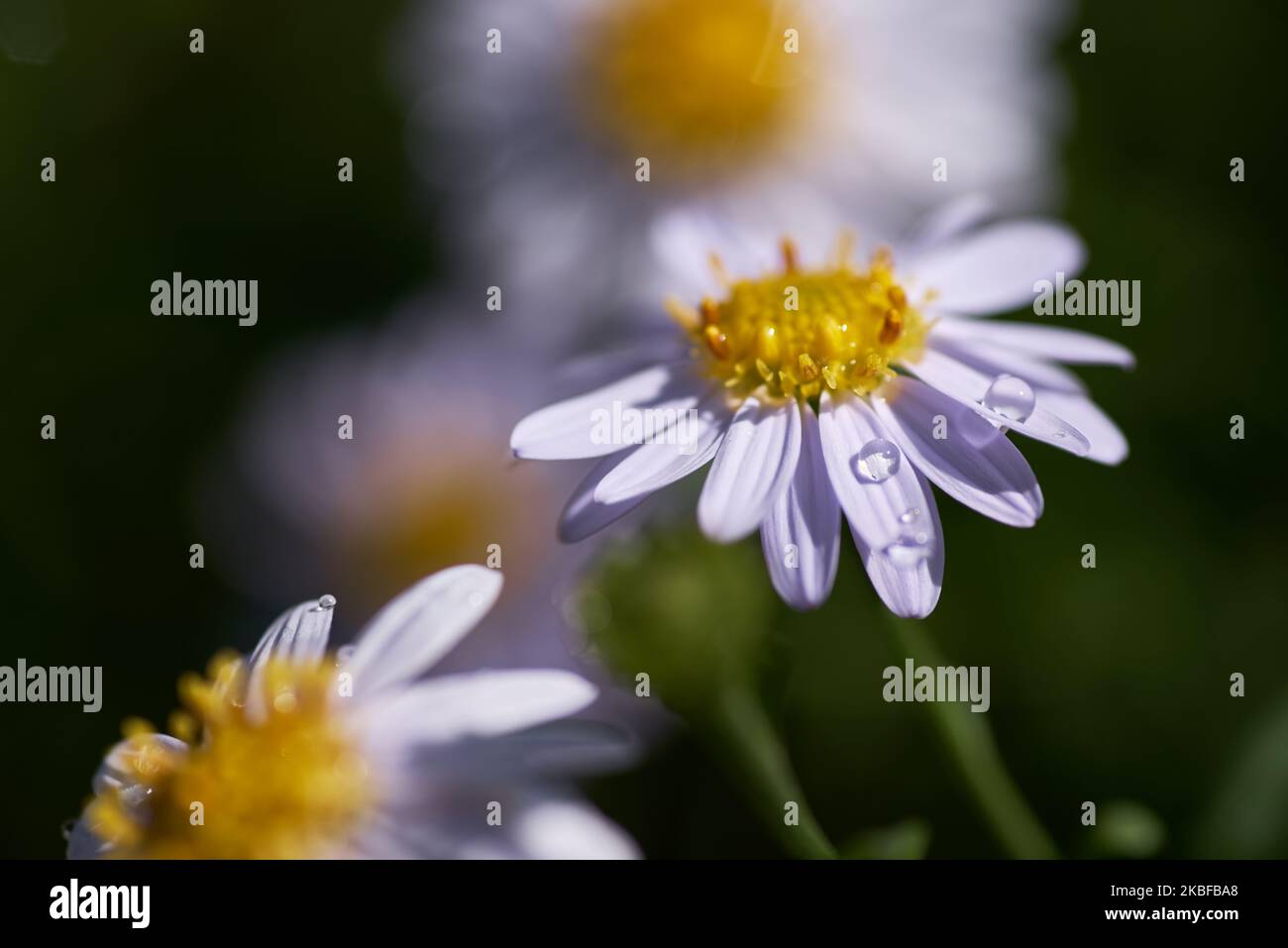 Close-up the daisy flower with water drops on its Stock Photo - Alamy