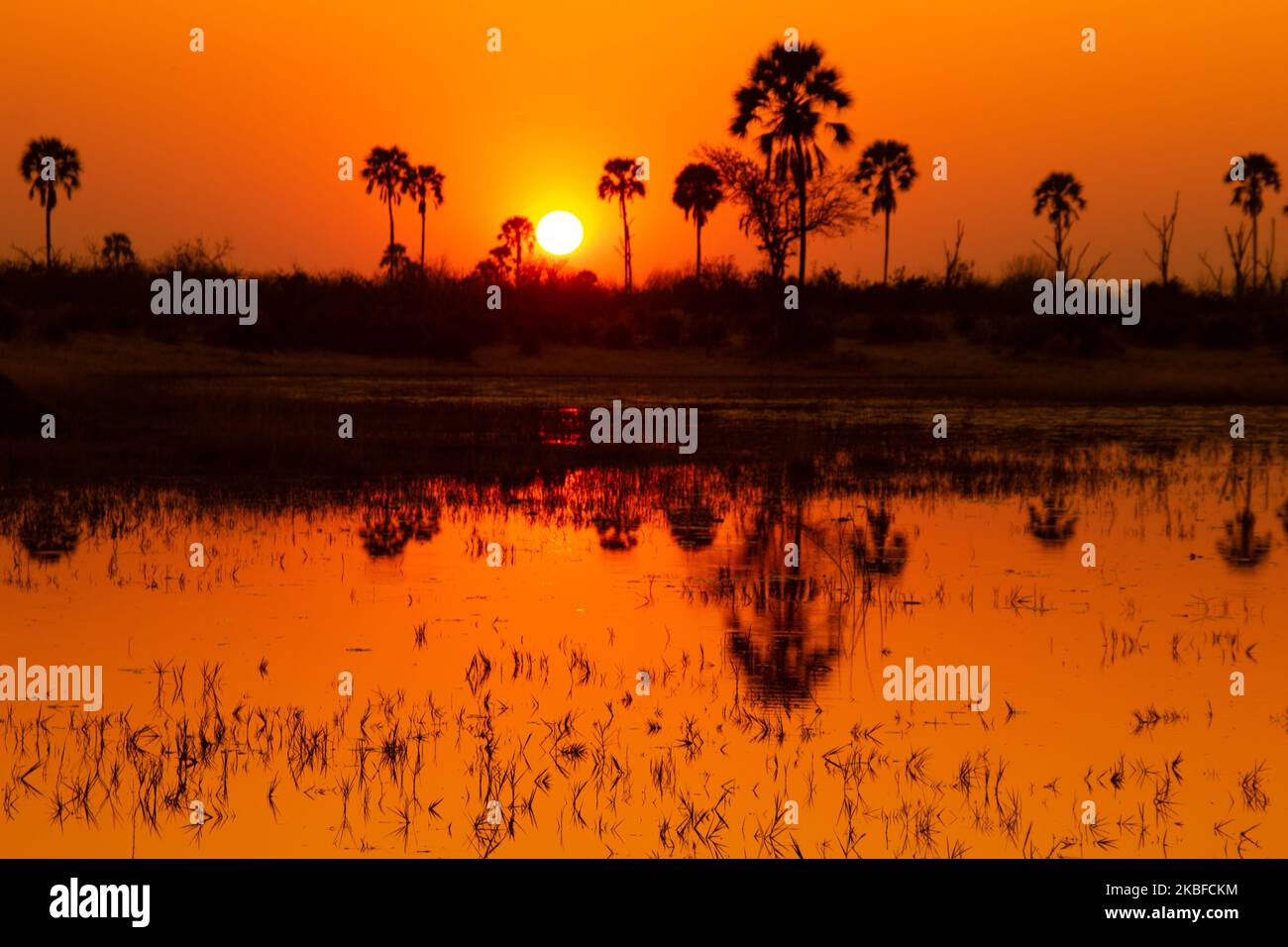 Iconic striking orange African sunset with silhouetted palm trees Stock ...