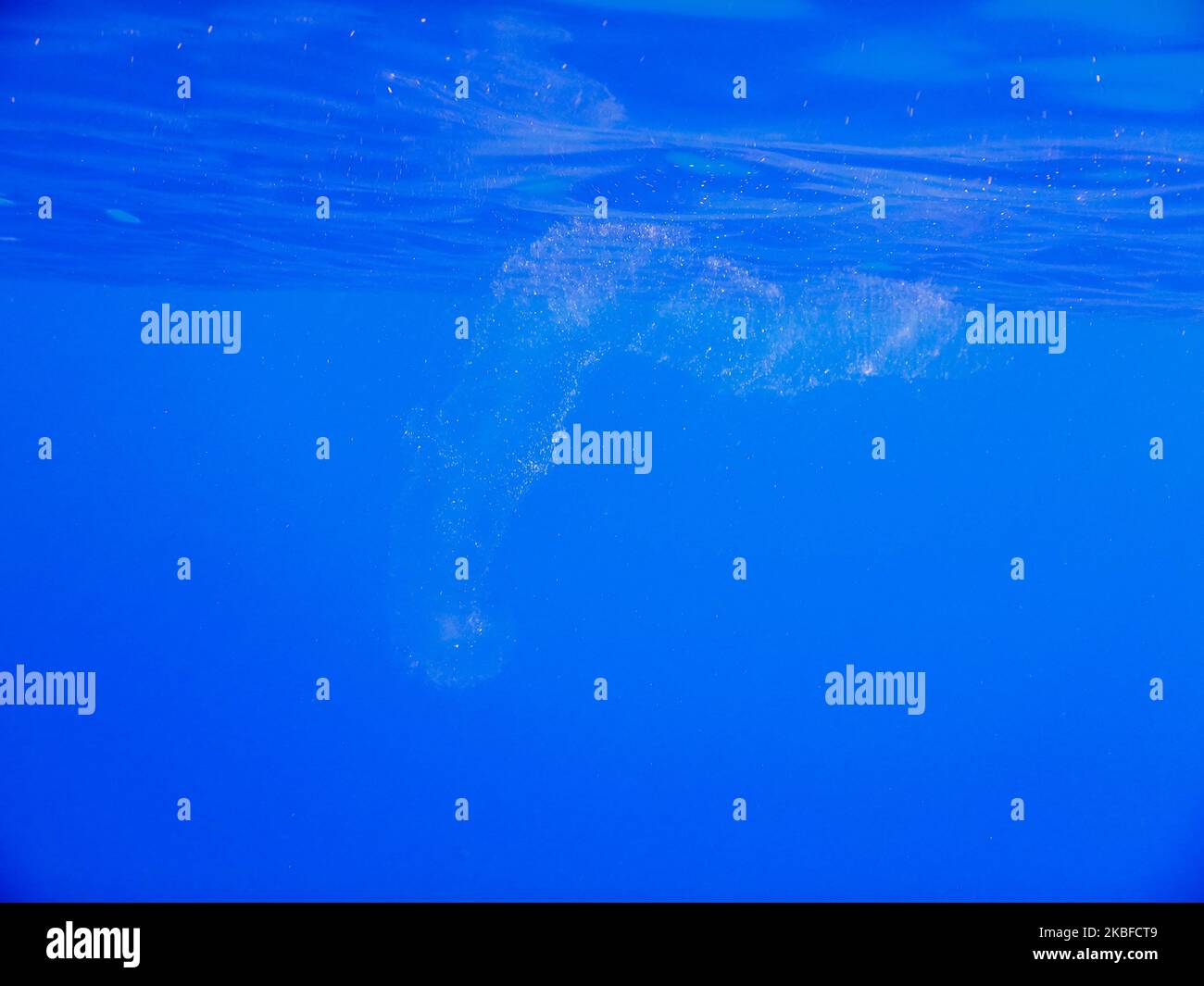 empty clutch without eggs from a diamondback squid in blue water from ...