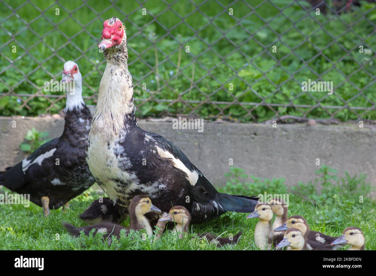 Ducklings following mother hi-res stock photography and images - Alamy