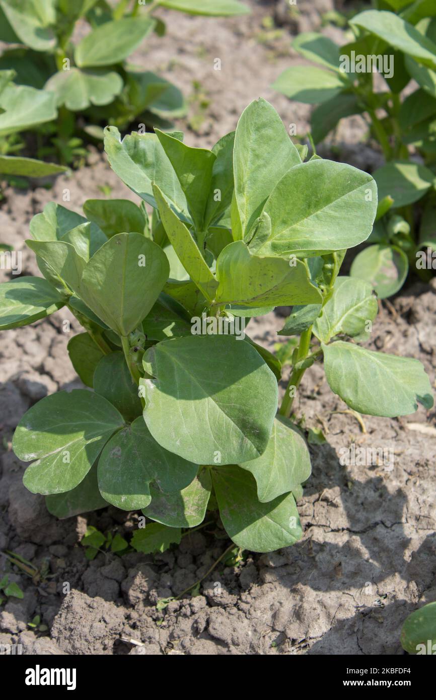 Spring bean hi-res stock photography and images - Alamy