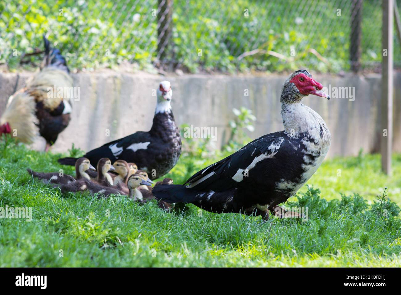 Black musk duck hi-res stock photography and images - Alamy