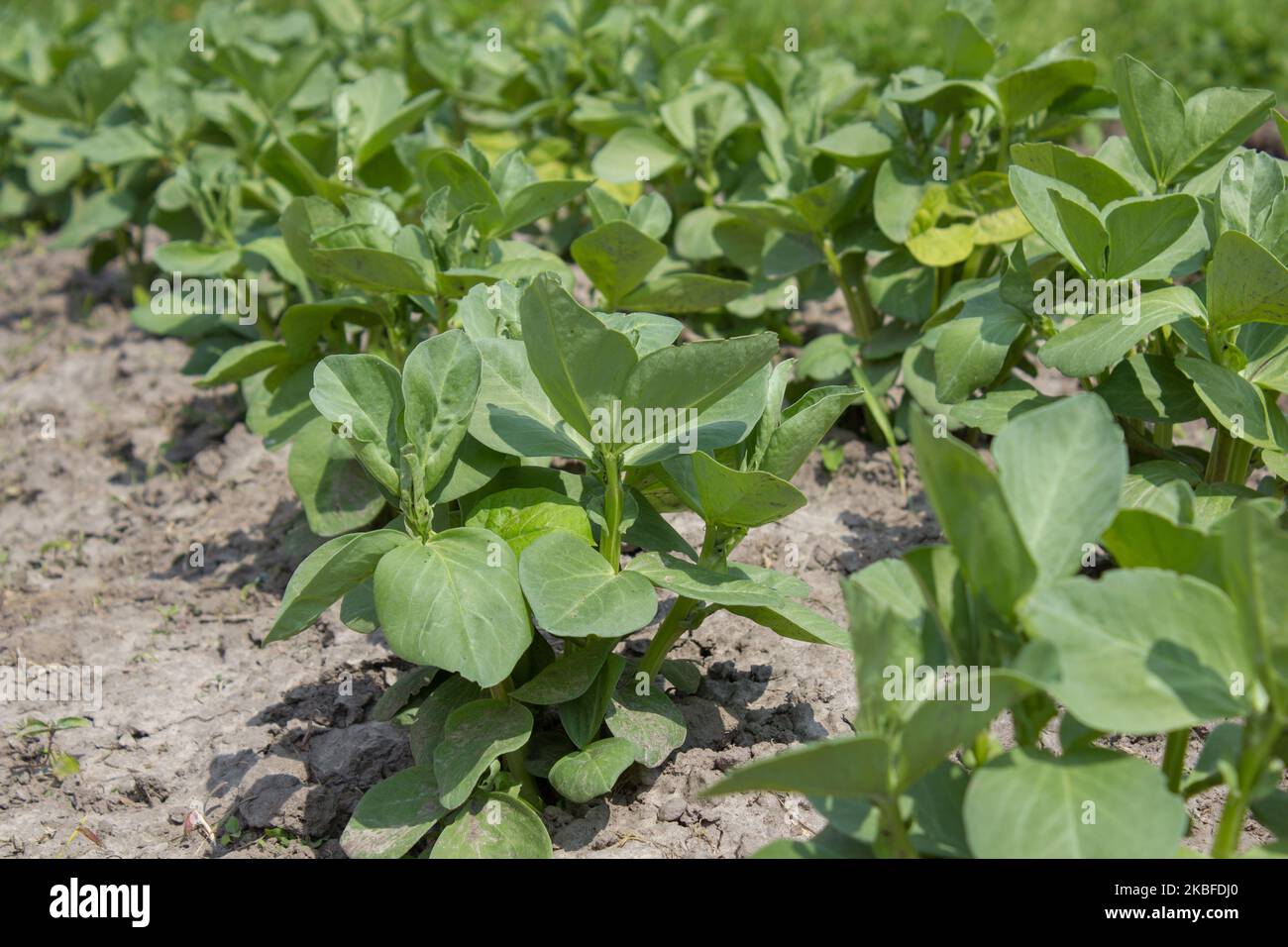green pea crops in growth at vegetable garden Stock Photo - Alamy
