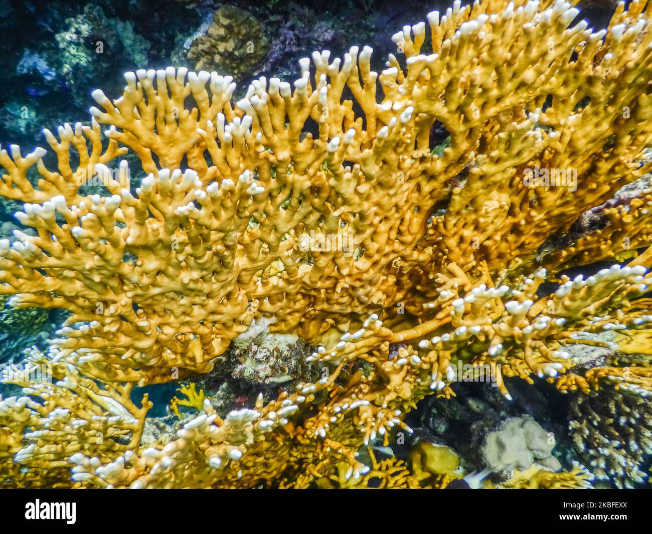 yellow corals in the red sea detail view Stock Photo - Alamy