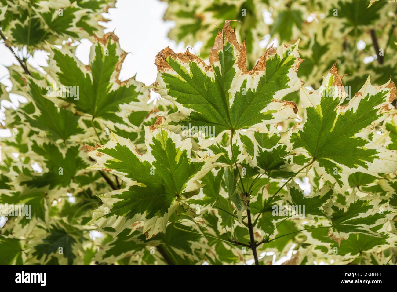 Green and white foliage of Norway Maple 'Drummondii' - Acer platanoides ...