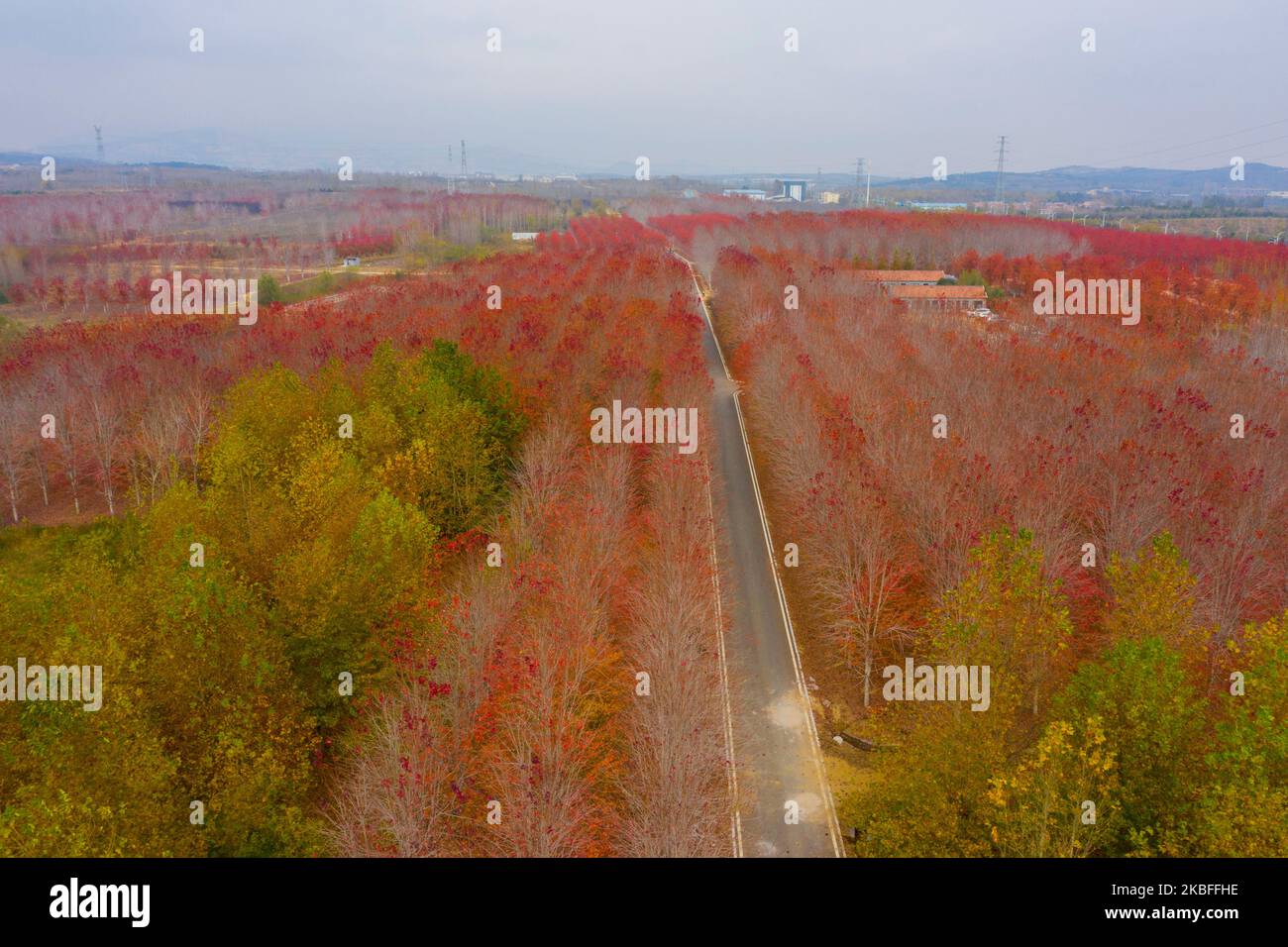 Aerial photos show maple trees with red leaves are like flowers ...