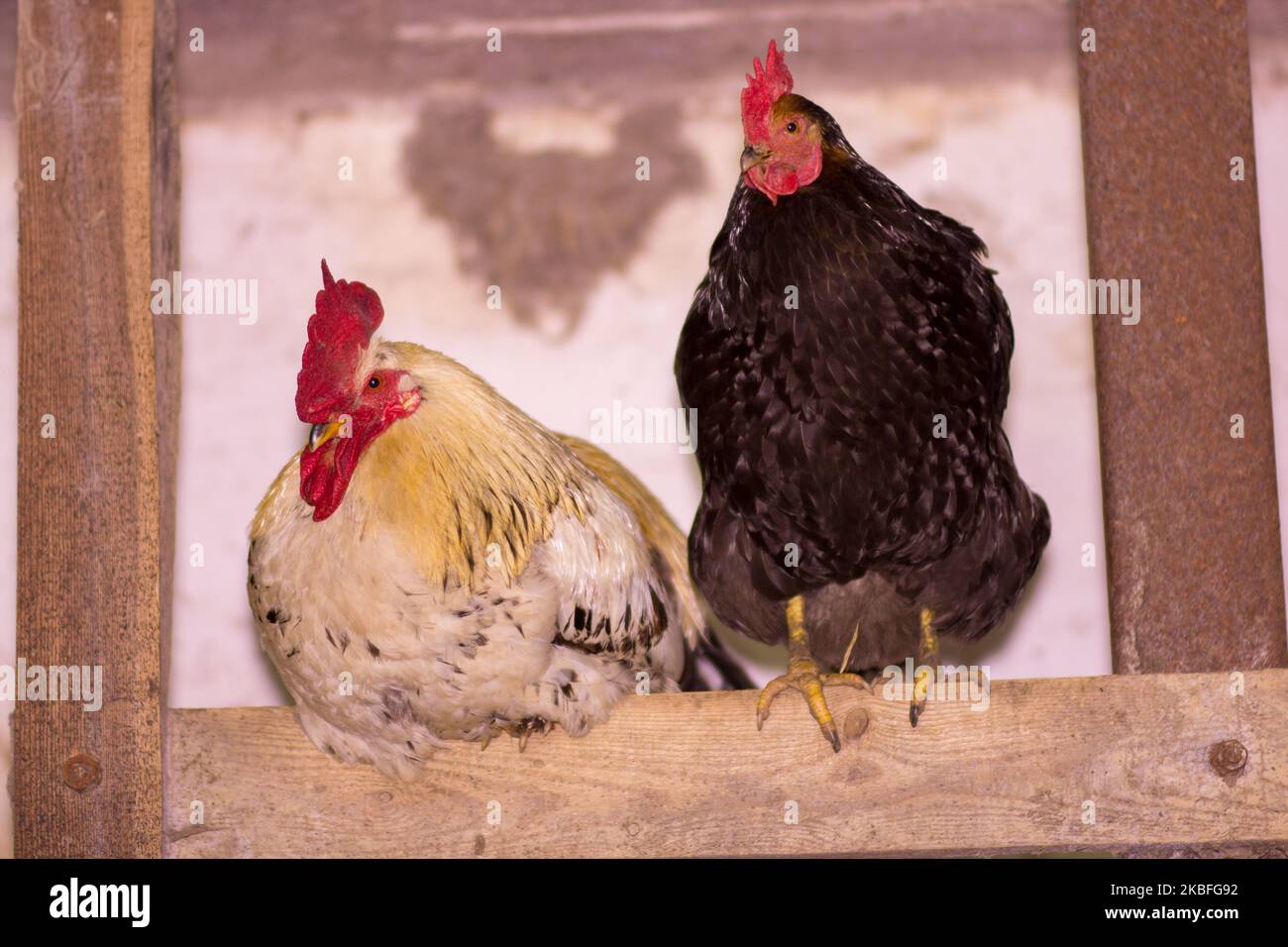 rooster with chicken sleeping in barns at night Stock Photo - Alamy