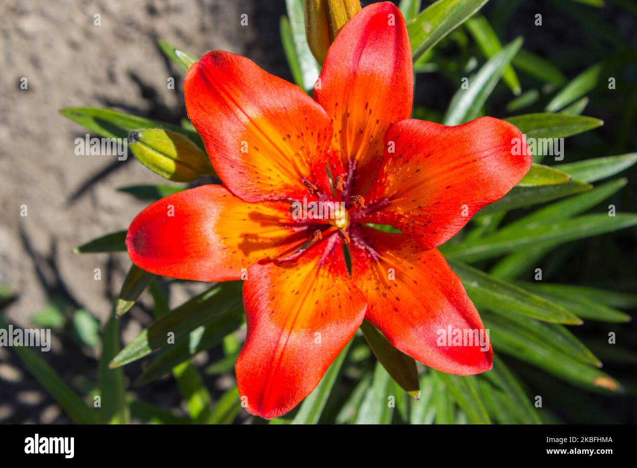Petal maps hi-res stock photography and images - Alamy