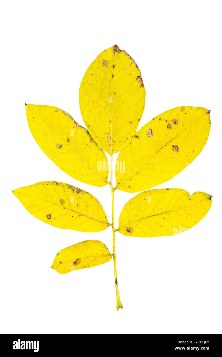 Yellow walnut leaves on a white background Stock Photo - Alamy