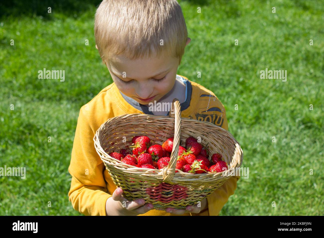 Cute boy child eating healthy organic food, fresh berries. Fresh picked ...