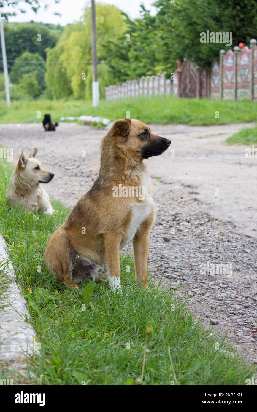 Two stray dogs on the streets in the village Stock Photo - Alamy