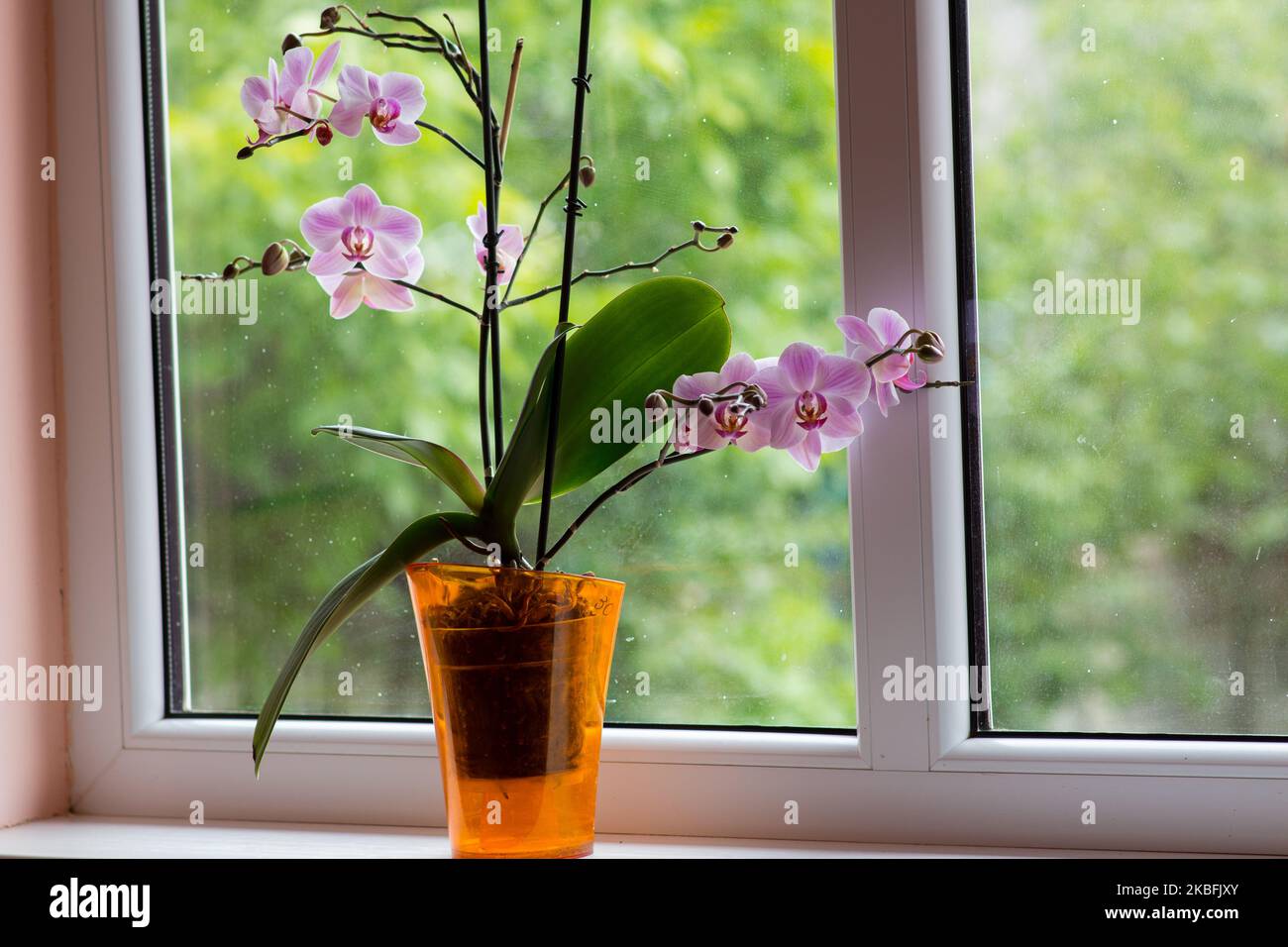 Beautiful flowering orchids hi-res stock photography and images - Alamy