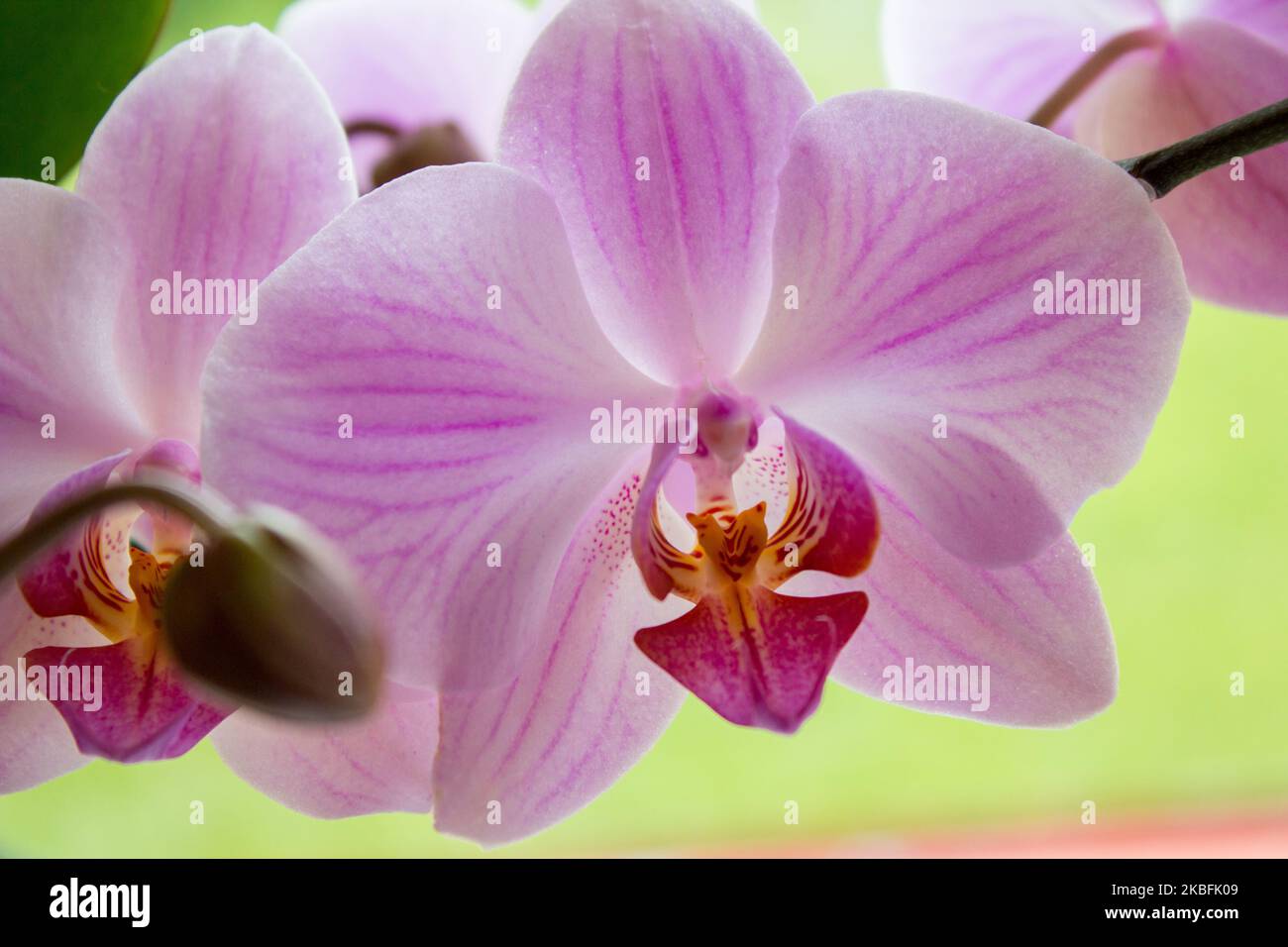 beautiful orchid flower close-up on a green background Stock Photo - Alamy