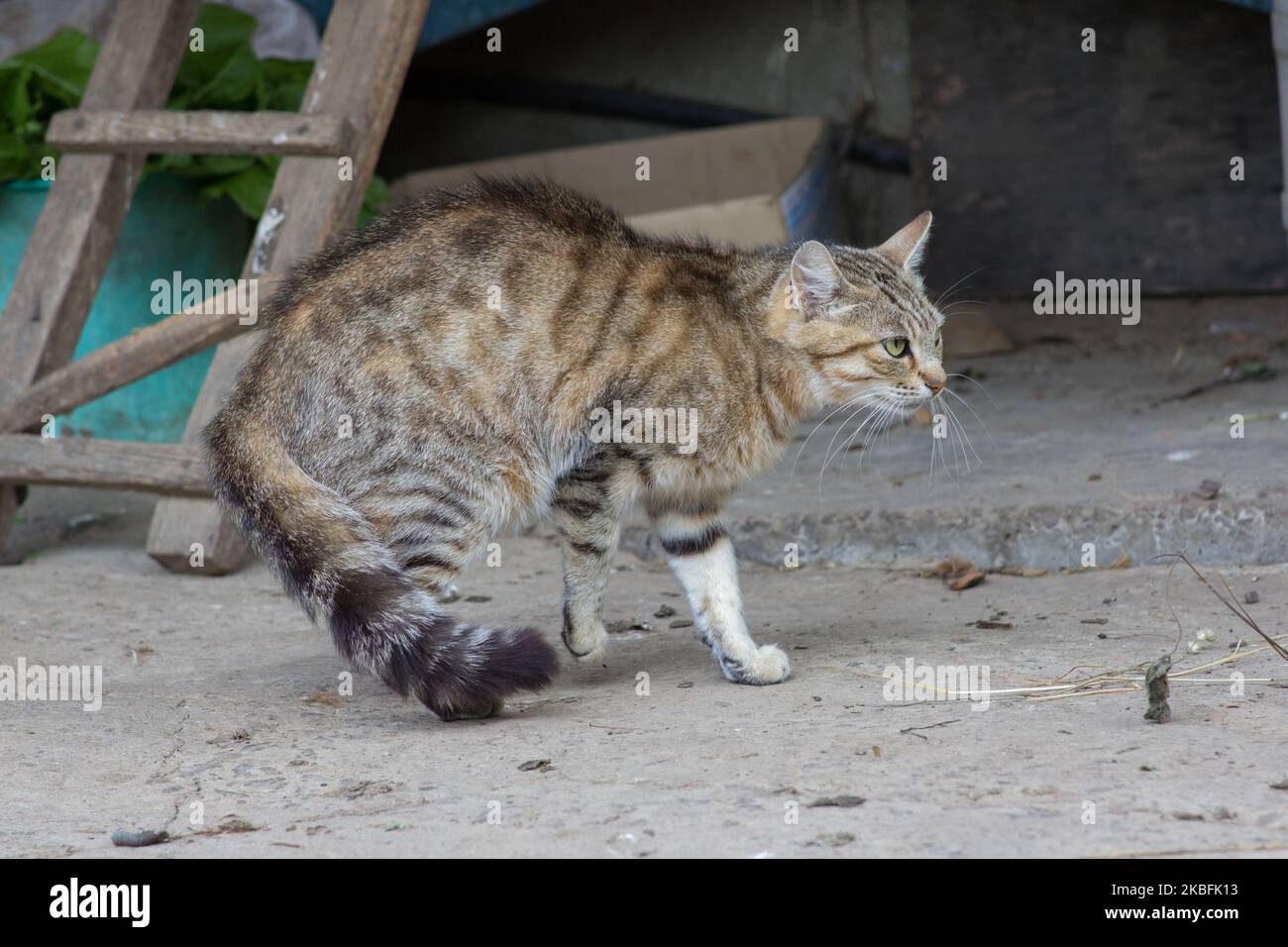 When cat meets dog, frightened cat standing on a car staring at a dog ...