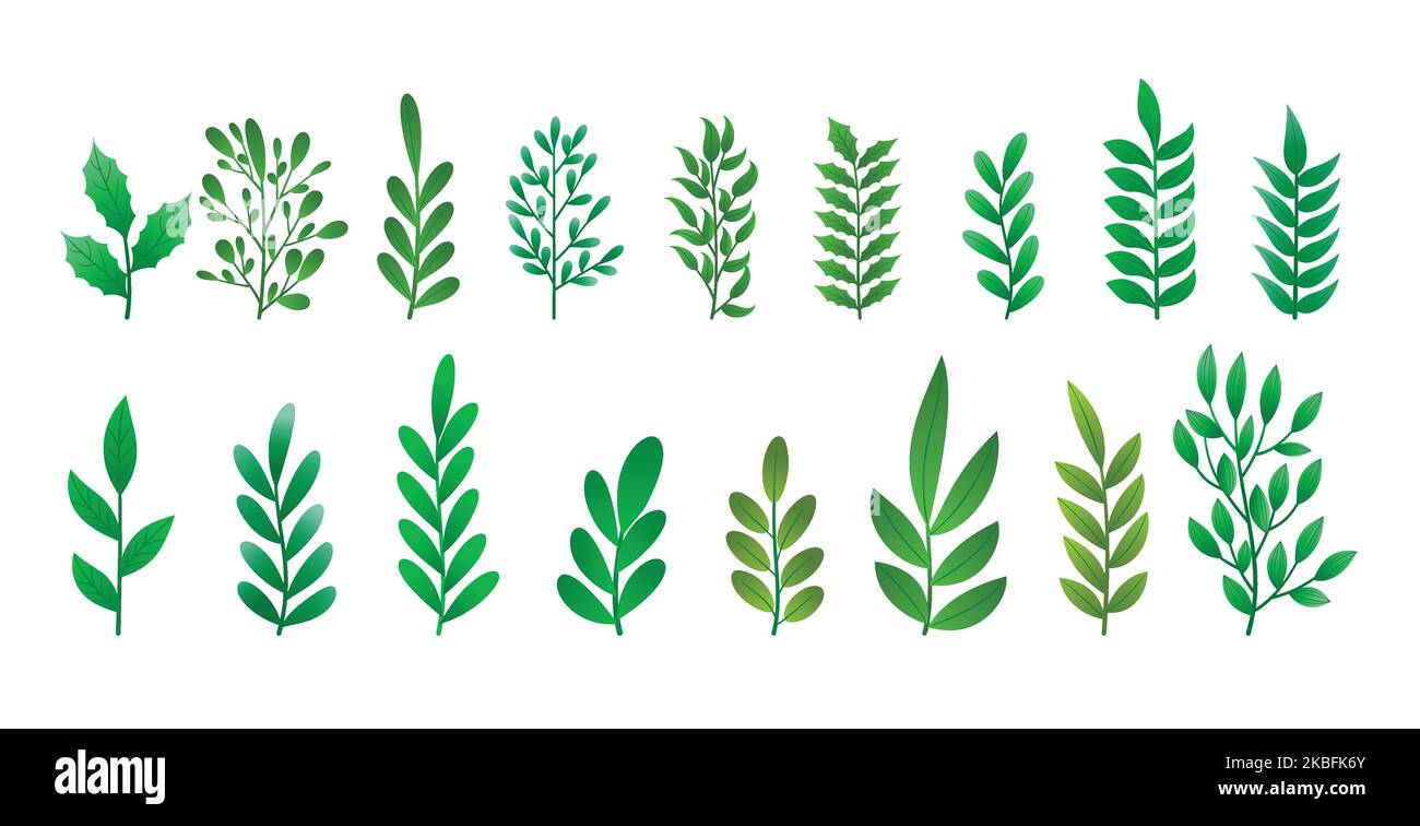 set of realistic pine leaves for christmas design Stock Vector Image ...