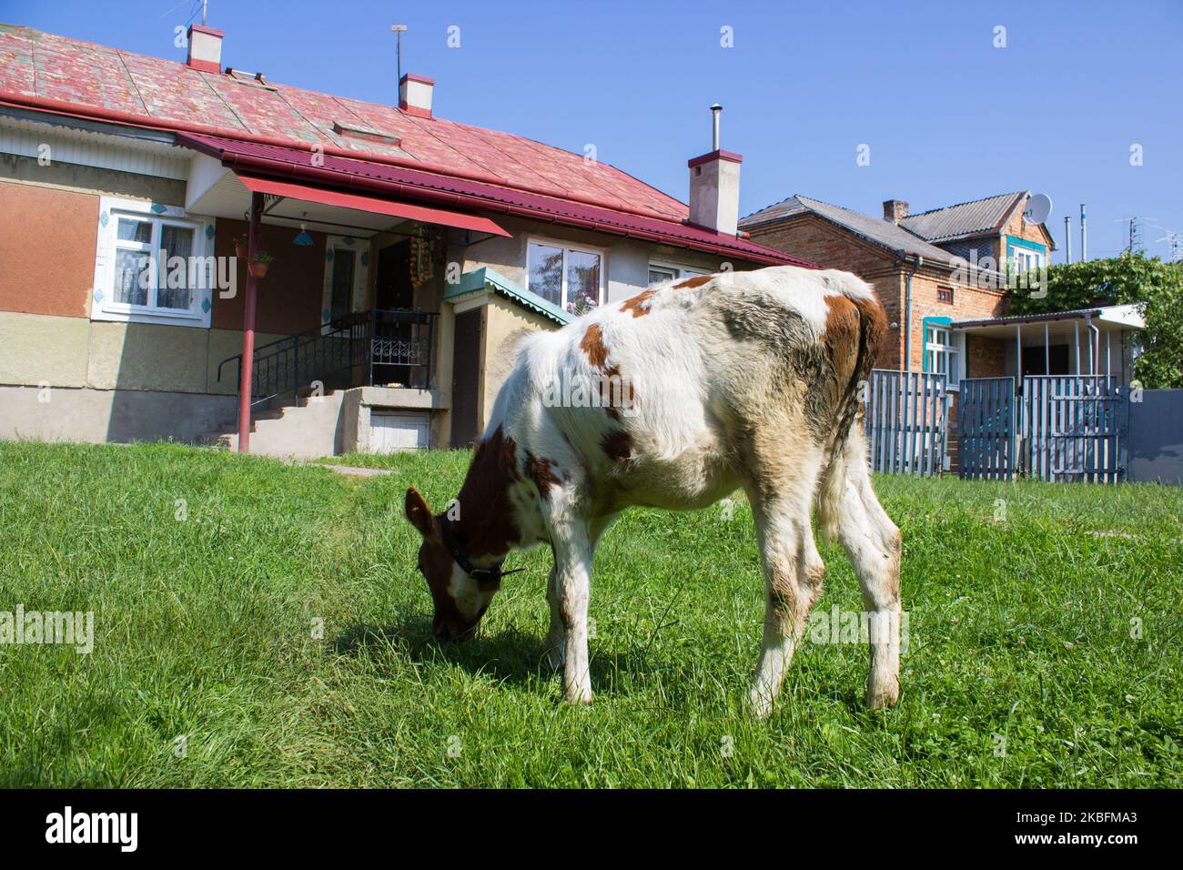 Calf house hi-res stock photography and images - Alamy