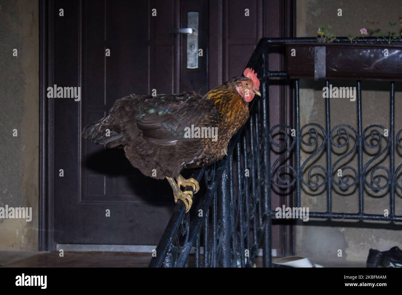 funny black hen is sitting on the railing on the stairs of the house at ...