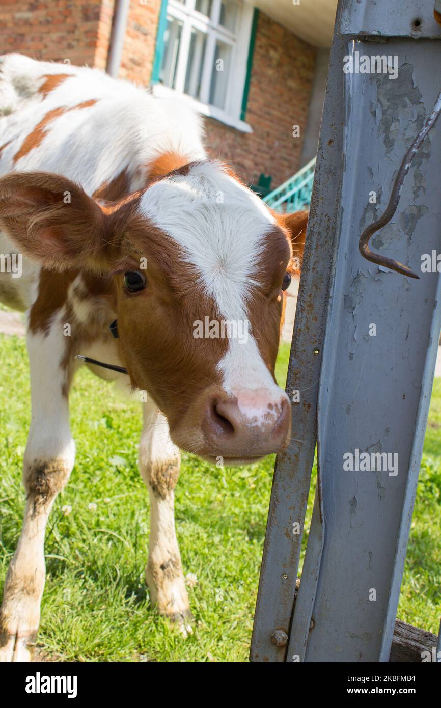Cows are in stable peek through fences in farm at sunny day, close up ...