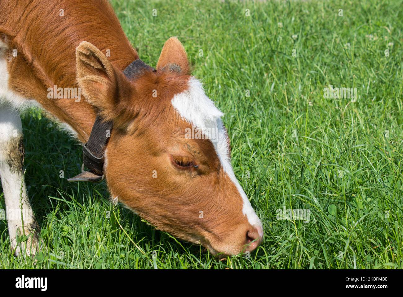 Calf meadow hi-res stock photography and images - Alamy