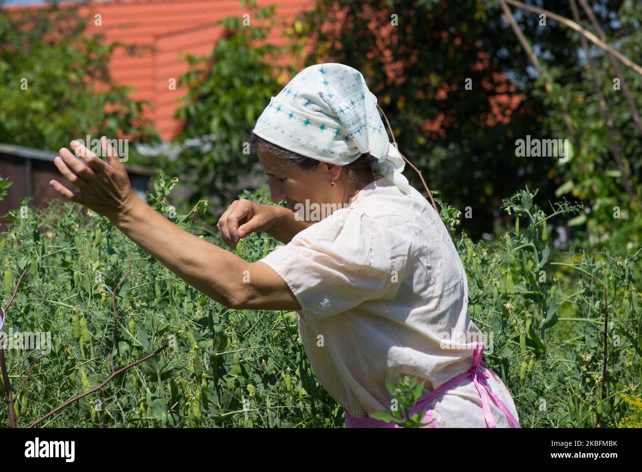 Woman works on farm in hi-res stock photography and images - Alamy