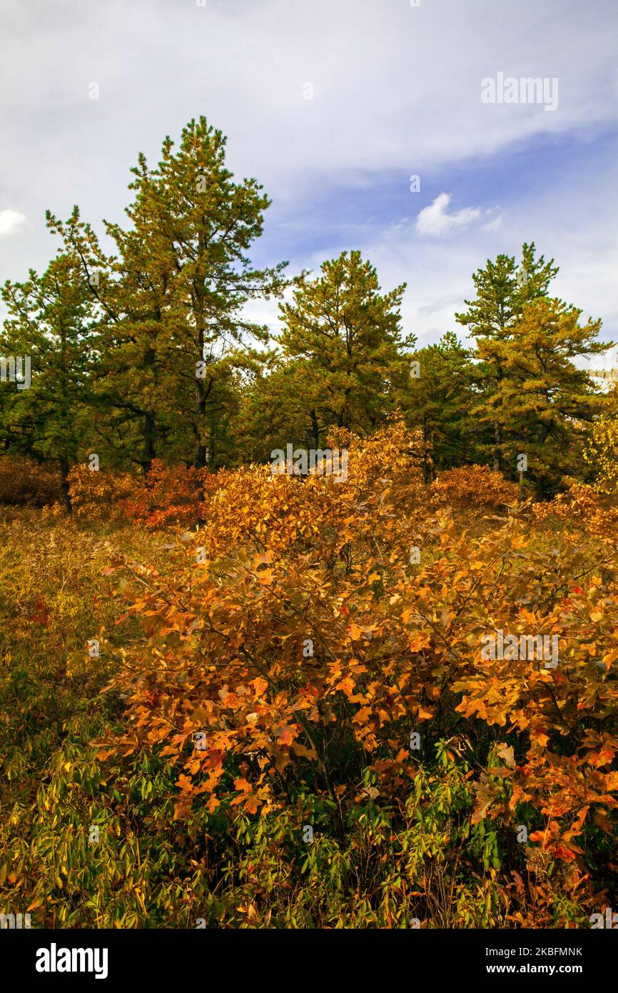 The mesic till barrens at The Nature Conservancy’s Long Pond Preserve ...