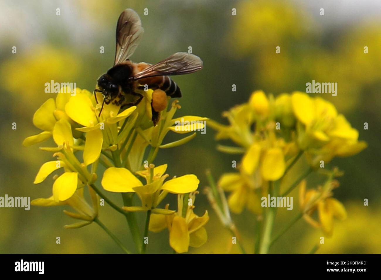 Bee on mustard flower hi-res stock photography and images - Alamy
