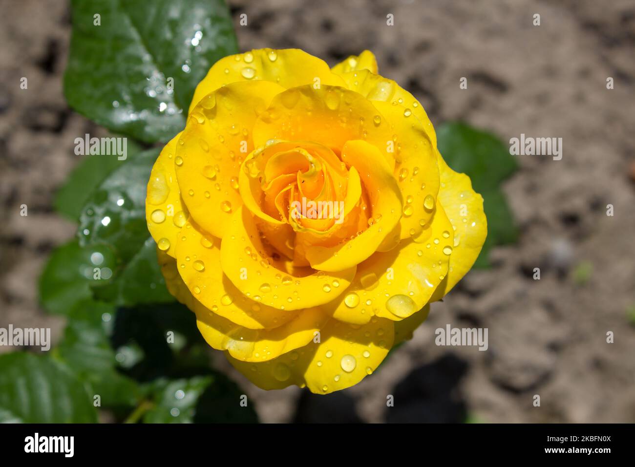yellow flower in a garden Rose in drops of dew Stock Photo - Alamy