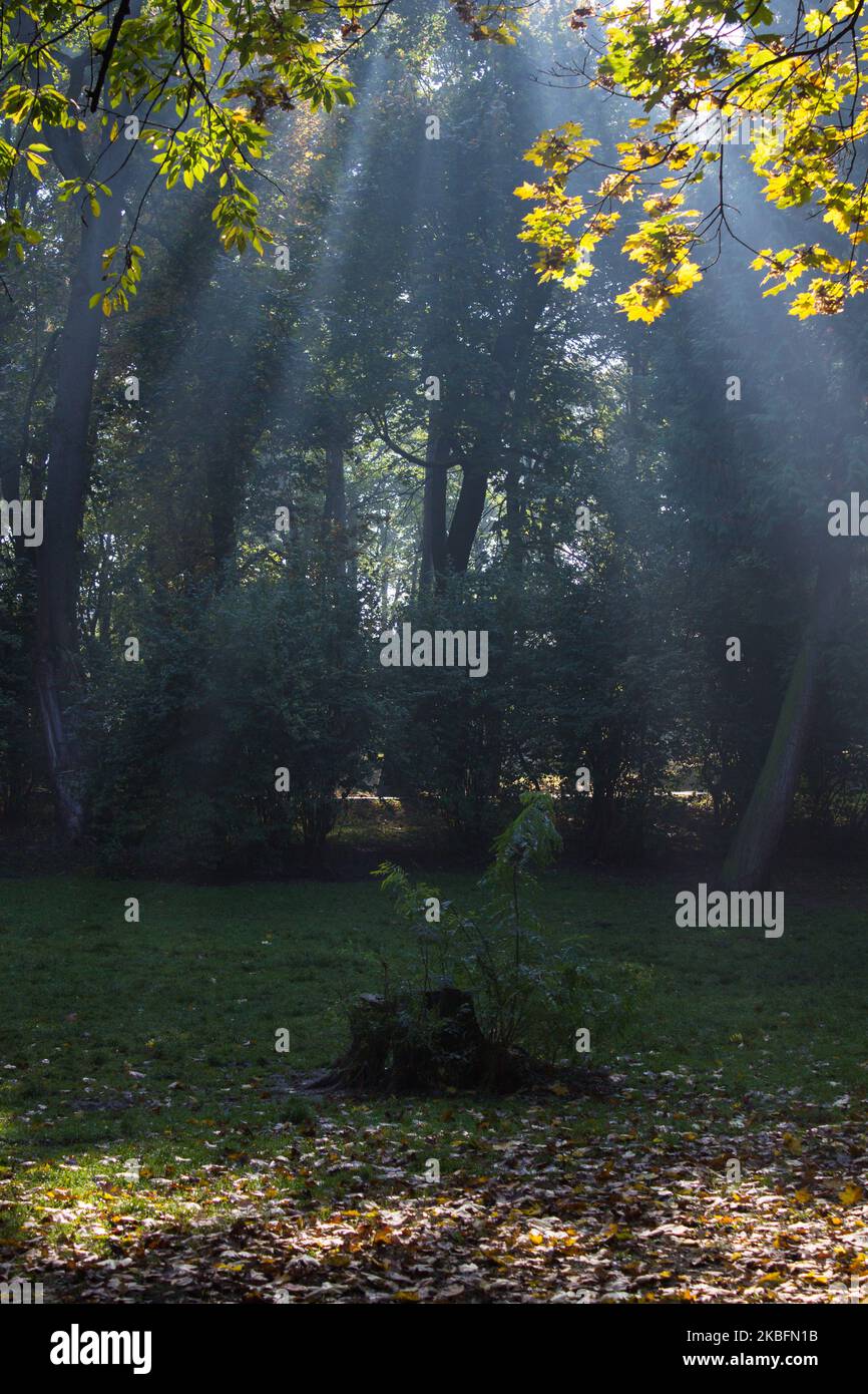 Forest with sunlight. The sun rays through branches of trees Stock ...