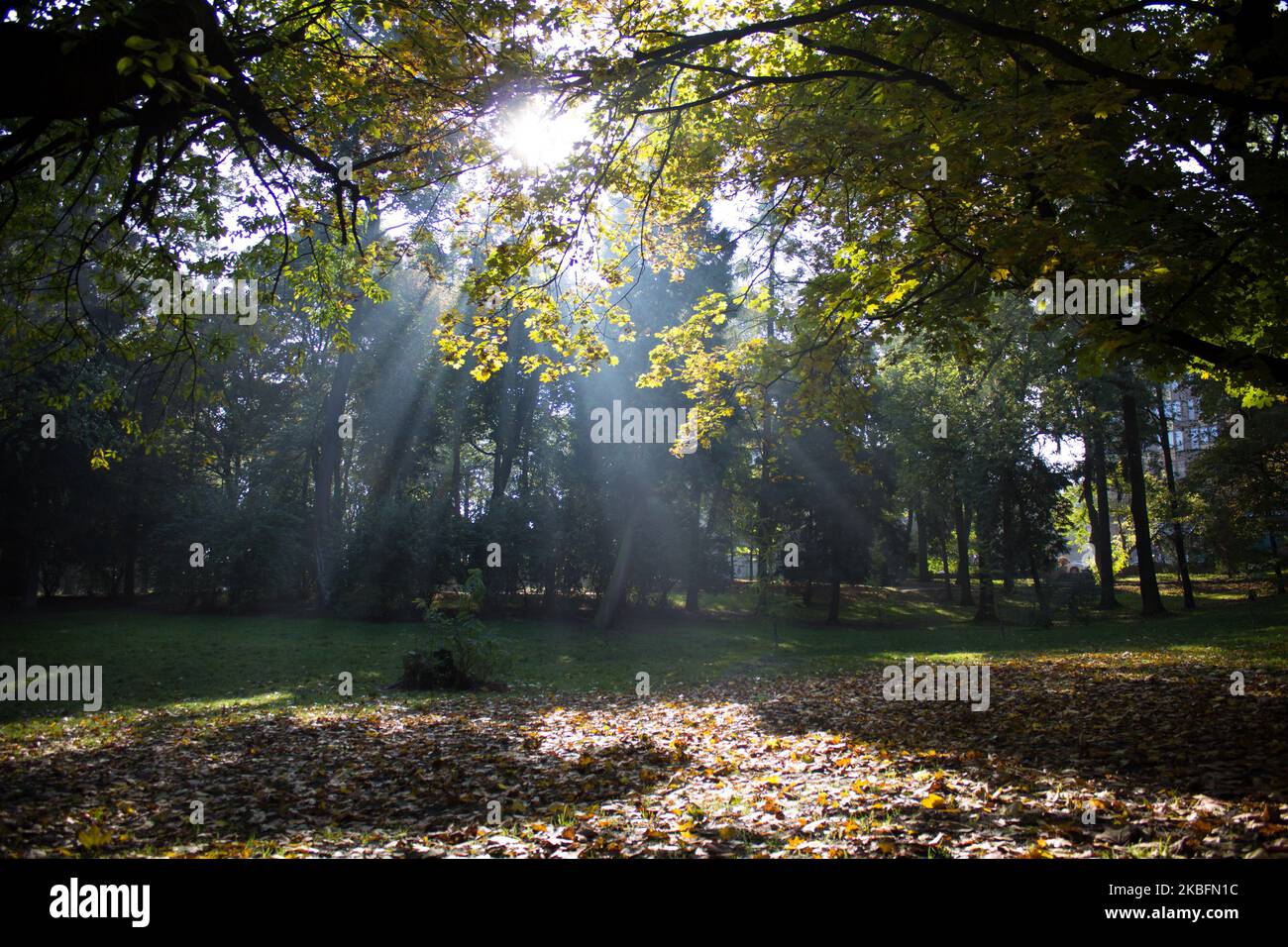 Sunlight shines through plants hi-res stock photography and images - Alamy