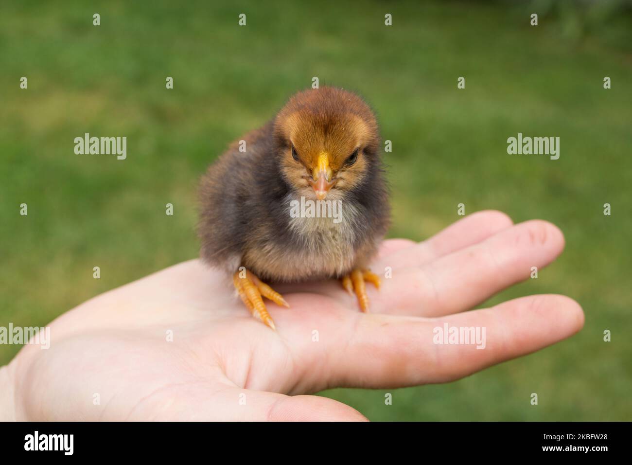 Baby chicken in hands hi-res stock photography and images - Alamy