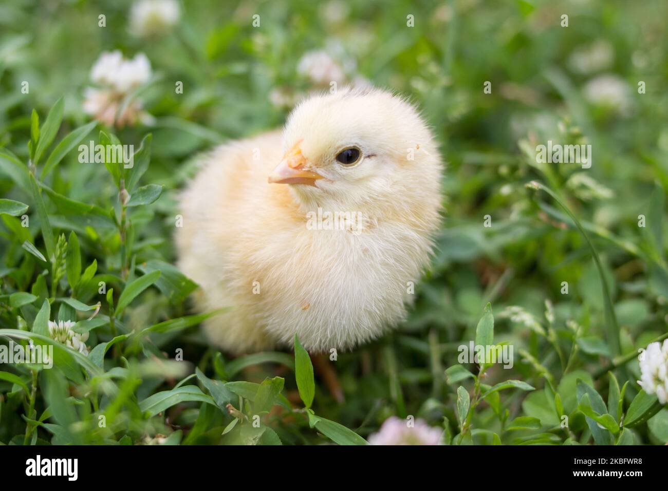 beautiful little white chick in clover summer Stock Photo - Alamy