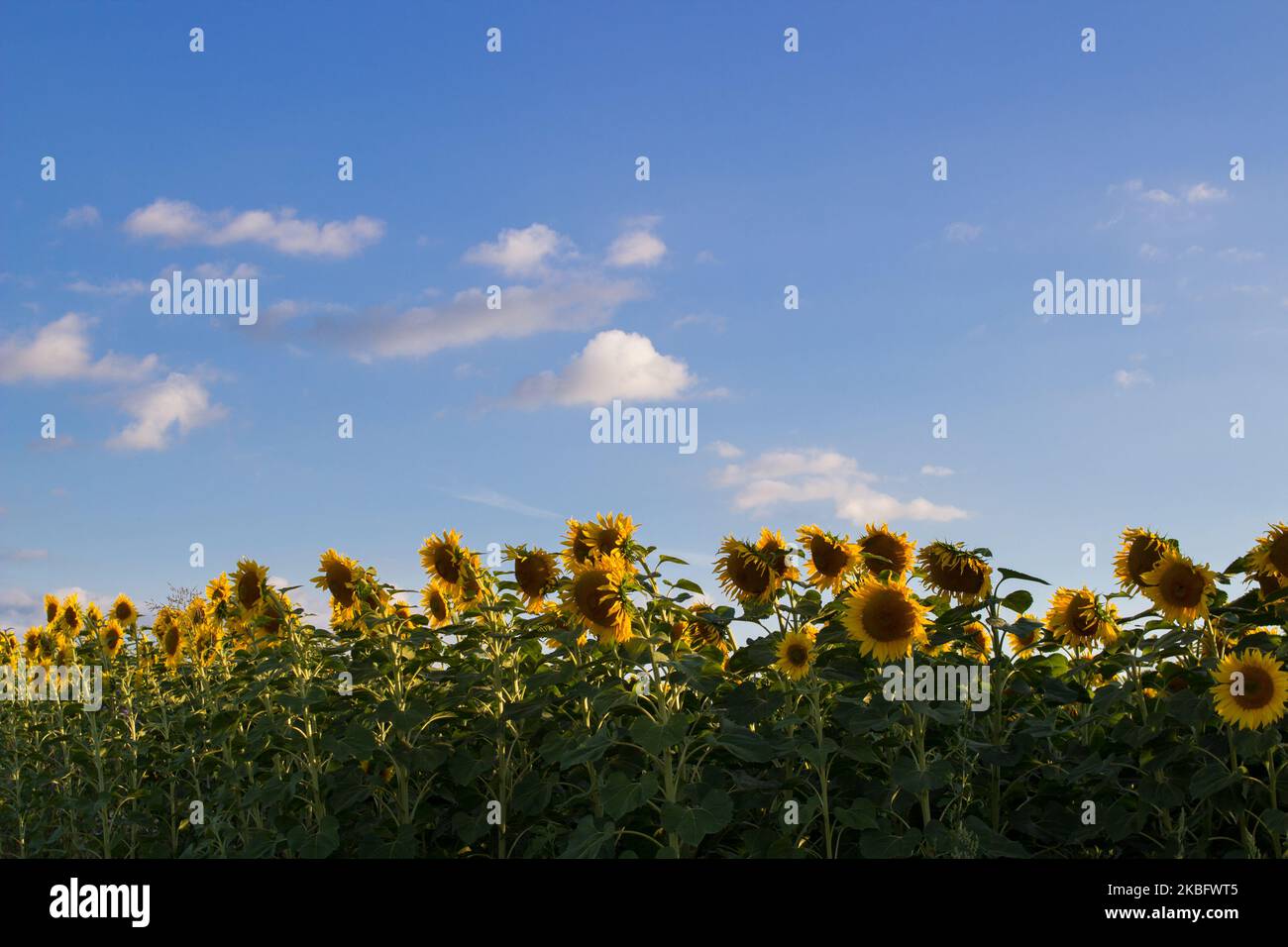 agriculture field of sunflowers annual crops under blue sky Stock Photo ...