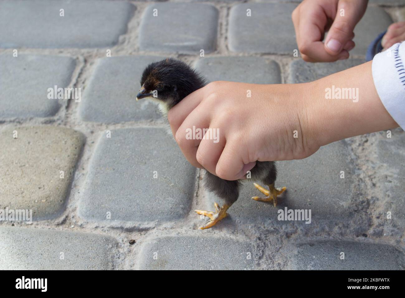 Chicken expression hi-res stock photography and images - Alamy